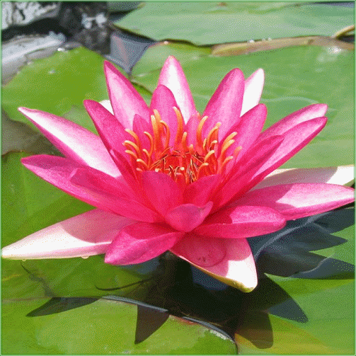 Nymphaea ‘Attraction’ - Deveron Water Lilies