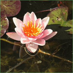 Water Lillies - Deveron Water Lilies